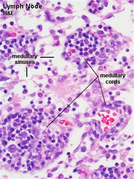 Histology Lymph Node Lymph Node Lymph Nodes Ppt Lab Ex 48