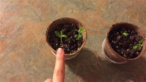 Как посадить яблоню из семечка Youtube