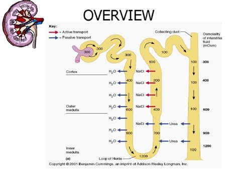 Loop Of Henle Spec C I The Structure