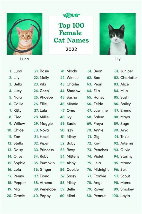 Names For Cats Female Names For Black Cats Cute Cat Names Cute Black Cats Female Cat Names