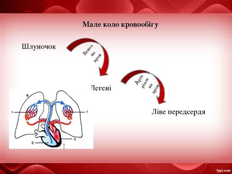 Транспортні системи 7 клас презентація з біології