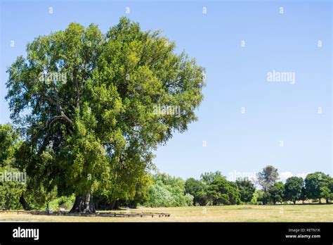 Large California Bay Laurel Tree Rancho San Antonio County Park South