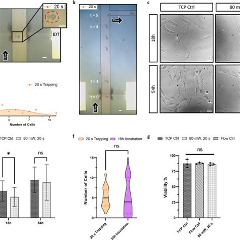 Single Cell Trapping Capabilities A Experimental Image Of A Single Download Scientific