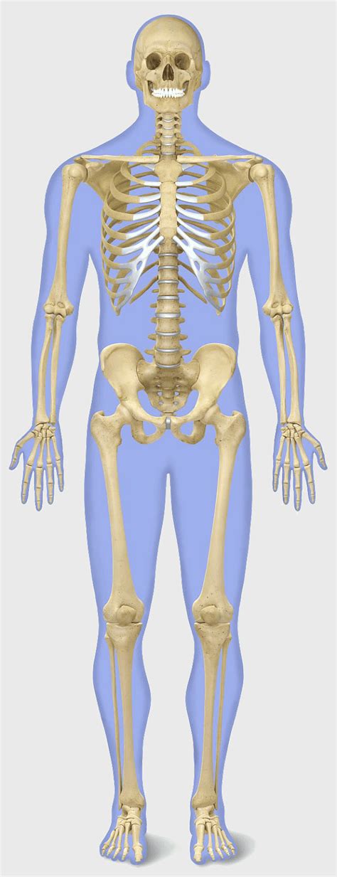 Human Skeleton Illustration Human Anatomy Bones Skeletal System Diagram Human Body Structure