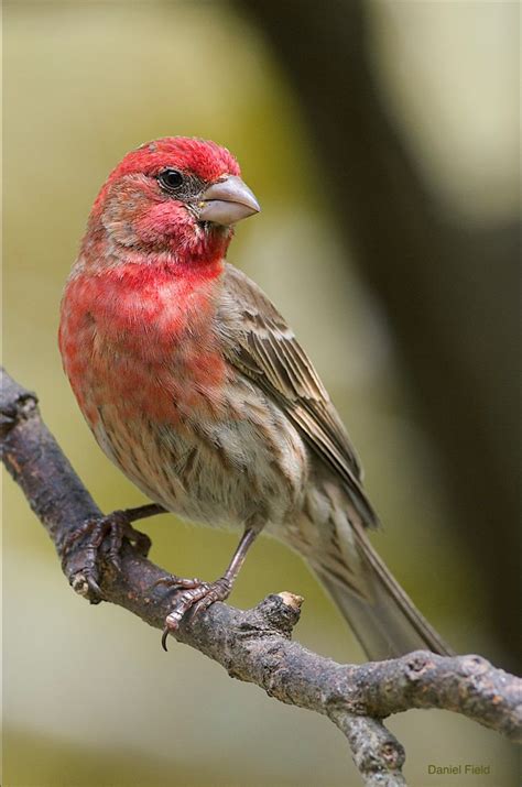 Best 13 Male And Female House Finch Artofit