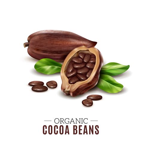 Realistic Cocoa Composition Vector Illustration 2401449 Vector Art At Vecteezy