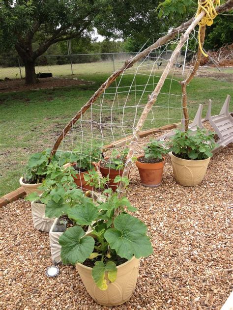 Lima Bean Trellis