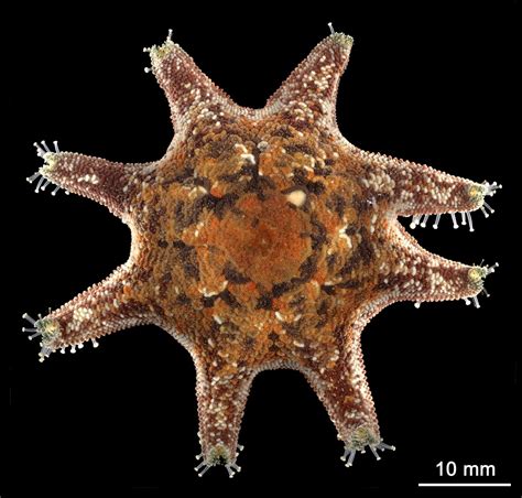 Meridiastra Calcar Lamarck 1816 The Australian Museum