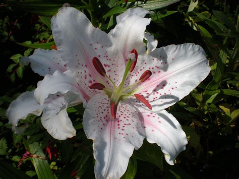 Asian Lily | Asian lilies, Flowers, Sugar flowers
