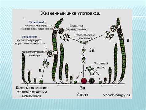 Жизненные циклы растений презентация онлайн