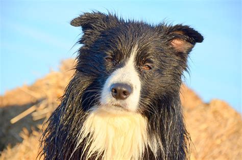 边境牧羊犬 狗 宠物 pixabay上的免费照片 pixabay