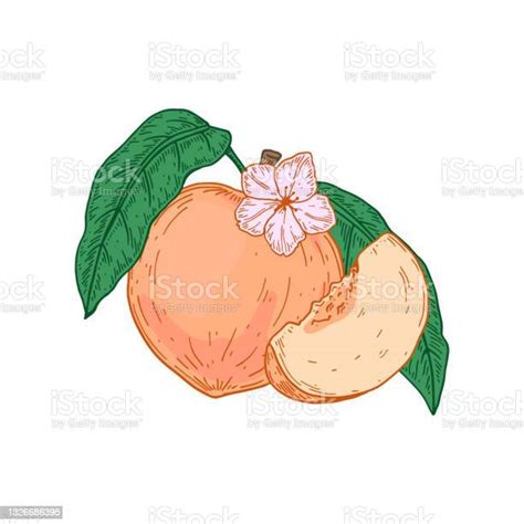 손으로 그린 전체 복숭아 과일과 흰색 배경에 고립 된 슬라이스 스케치 스타일의 벡터 그림입니다 패키지 라벨 포스터 인쇄 메뉴용