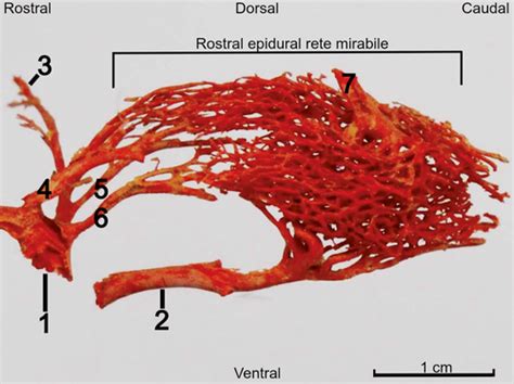 Arterial Circle Of The Brain In The Common Wildebeest Connochaetes