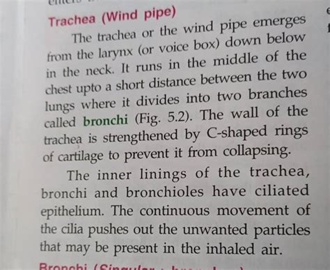 Trachea Wind Pipethe Trachea Or The Wind Pipe Emerges From The Larynx