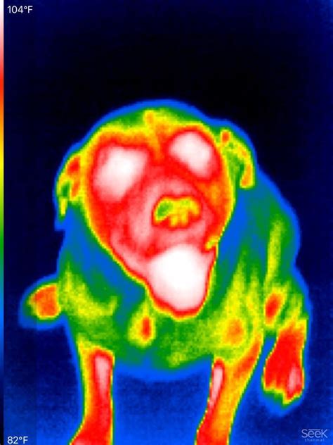Aa Object Detection Dataset By Uiu