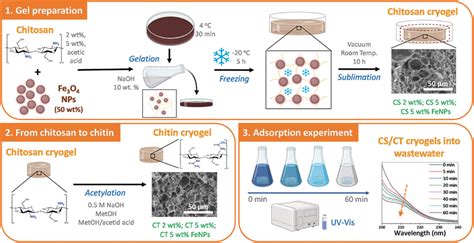 Schematic Of The Fabrication Of Magnetic Chitosan And Chitin Cryogels Download Scientific