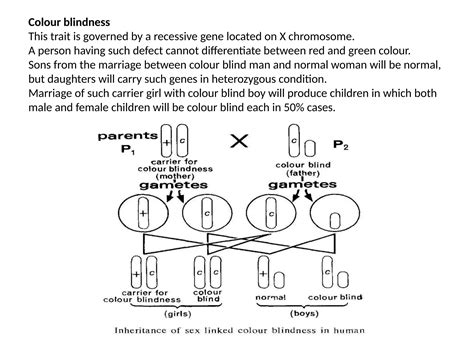 4bsex Linked Inheritance And Characterspptx