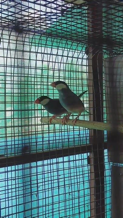 𝑱𝒂𝒗𝒂 𝒔𝒑𝒂𝒓𝒓𝒐𝒘🤎🤍shorts Shortsfeed Shortsviral Shortsvideos Youtube