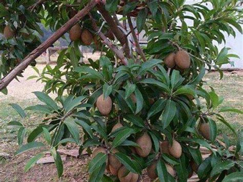 How To Make An Interesting Art Piece Using Tree Branches EHow Interesting Art Tree Branches