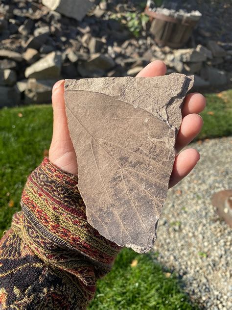 Leaf Fossil Fossil Flora Fossil Plant Fossilized Organic Matter Natural