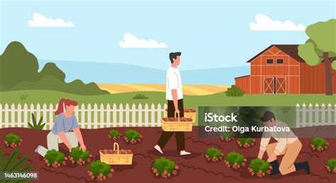 수확 과정 농부 캐릭터는 정원 음모 육체 노동 수확기 사람들 시골 여름 풍경 농업 요즘 벡터 만화 평면 개념에 딸기를 선택합니다 딸기에 대한 스톡 벡터 아트 및 기타 이미지