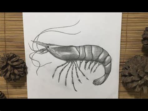 How To Draw A Shrimp Realistic Prawn Fish Drawing Step By Step Pencil Sketch Drawing