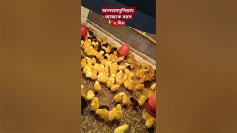😊🐣 Chicken টাইগার মুরগি টাইগার মুরগি পালন পদ্ধতি Chickenfarm Chickenbusiness Farming Youtube