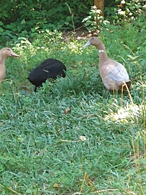 Can Someone Sex These Ducks R Livestock