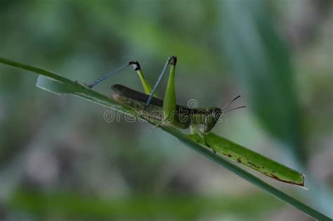 Short Horned Grasshopper Close Up Showing Green Body And Black Line