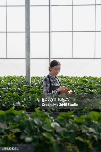 Lab Picker Photos And Premium High Res Pictures Getty Images