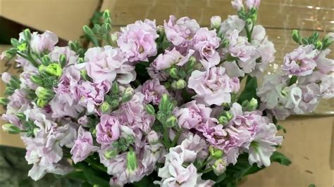 스토크 체리 생화 꽃집 꽃집창업 꽃값 온라인꽃시장 온라인꽃도매 인터넷꽃시장 인터넷꽃도매 서울꽃시장 꽃농장 꽃배송 생화배송 생화도매 생화택배 꽃배달 생화배달 생화주문 생화부케