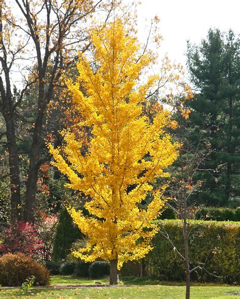 Ginkgo Trees Hot Sex Picture