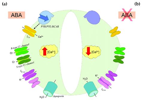 Abscisic Acid Aba Signaling In Guard Cells A Aba Inducing Stomatal
