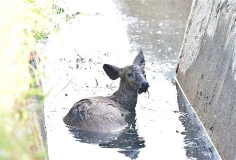 “탕 탕 탕” 수목원 총성…하루에만 12마리 고라니가 사살됐다