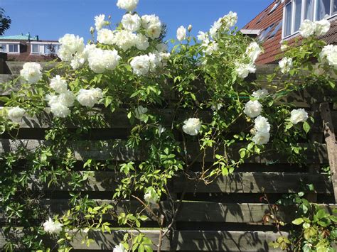 하얀색 장미 Pixabay의 무료 사진 Pixabay