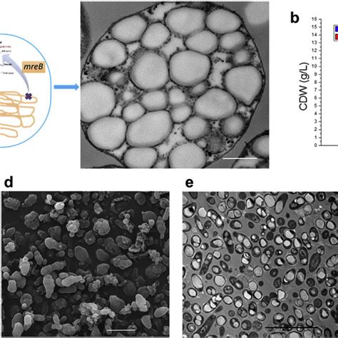 Introduction Of Functional Groups Into Pha Polymer Chains In Predefined