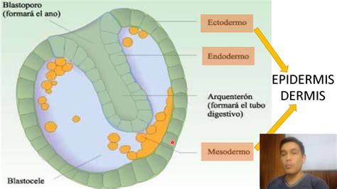 13 05 2020 Clase De Embriologia Desarrollo Embriologico De La Piel Youtube