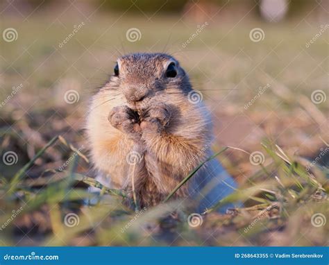 Gopher On The Grassy Lawn Is Looking At The Camera Close Up Stock