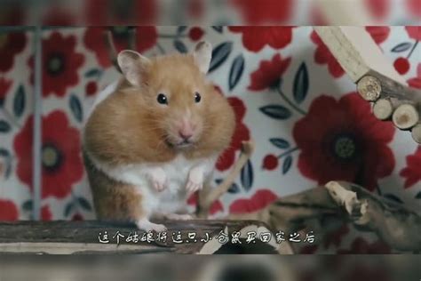 女孩买了一只小仓鼠，养了一段时间，之后感觉不太对劲