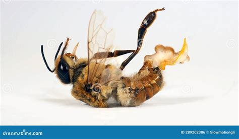 European Honey Bee Apis Mellifera Male Drone Endophalus Completely