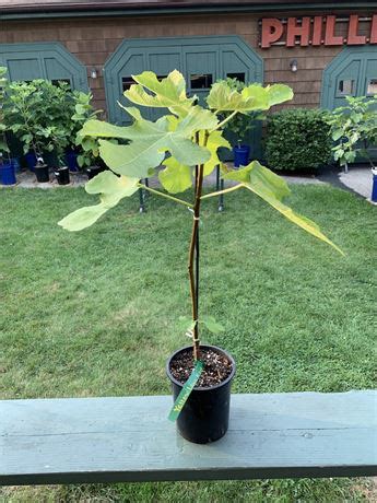 Figbid Online Auctions Of Fig Trees Fig Cuttings And Growing Supplies