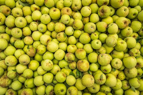 Malus Domestica 건강한 건강한 식생활 과수원 농산물 과일 과일 시장 녹색 녹색 과일 녹색 사과