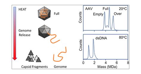 Analysis Of Aav Extracted Dna By Charge Detection Mass Spectrometry