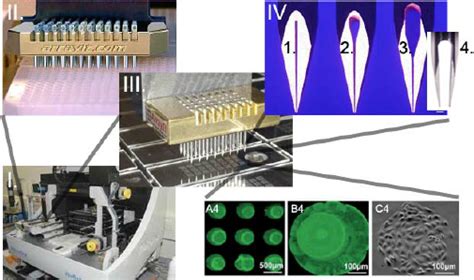 Scheme Of Spotted Cell Microarray Spotting I Microarray Spotter Ii