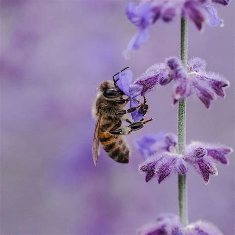 Attracts Pollinators