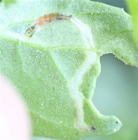 Chenopodium Host Bugguidenet