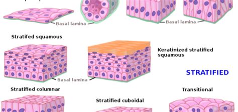 Sex Influenced Traits Sex Limited Traits And Medical Examination Before The Marriage Science