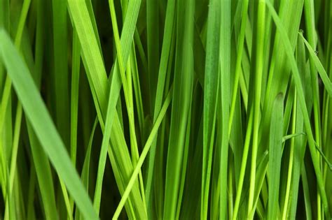 Closeup Plants Grass Green Leaves Nature Texture Wallpaper Coolwallpapersme