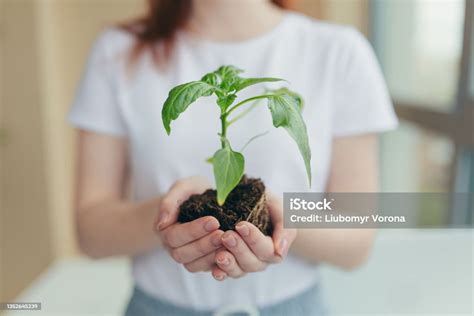 나무에 화과의 모종을 들고 흰색 티셔츠를 입은 여성의 손 T 셔츠에 대한 스톡 사진 및 기타 이미지 T 셔츠 개념 건강