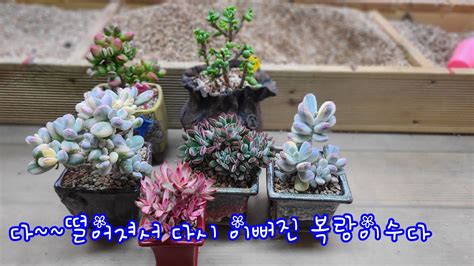 23528 부용철화♡캔디케인금 ♡방울복랑금 여름철 관리프리티우먼 다육이 프리티다육 Youtube